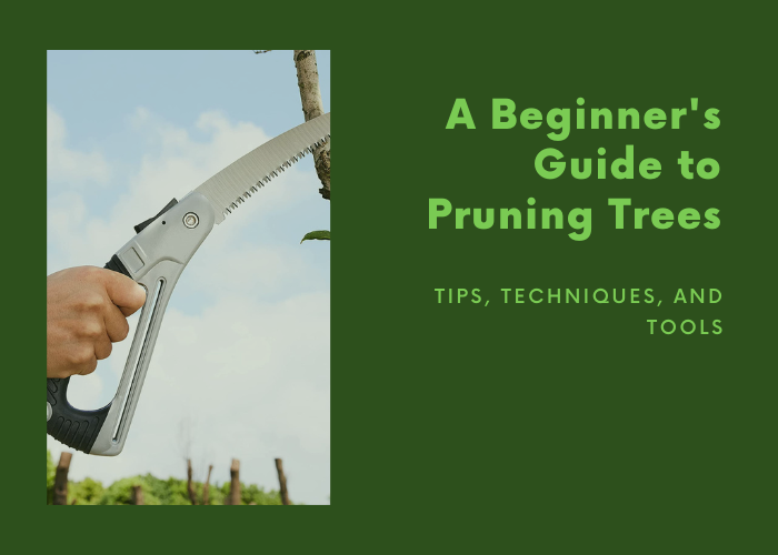 A Beginner's Guide to Pruning Trees: Tips, Techniques, and Tools